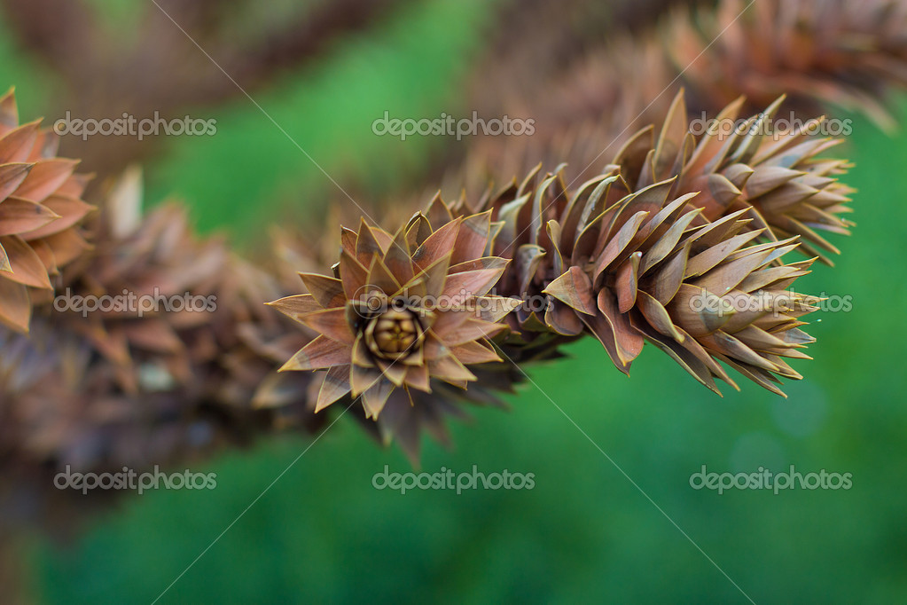 Cedar cones Stock Photo by ©ozaiachinn 13530655
