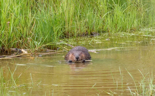 Atividade de castor fotos de stock, imágenes de Atividade de castor sin ...