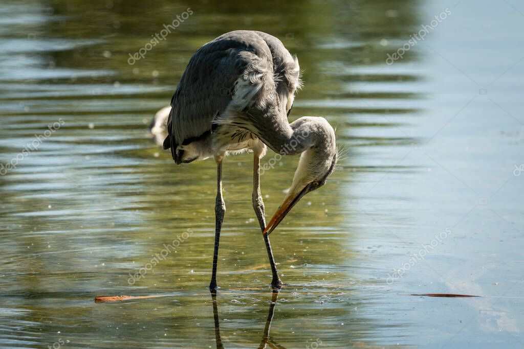 Una garza gris (Ardea cinerea) parada en un estanque (Viena, Austria ...