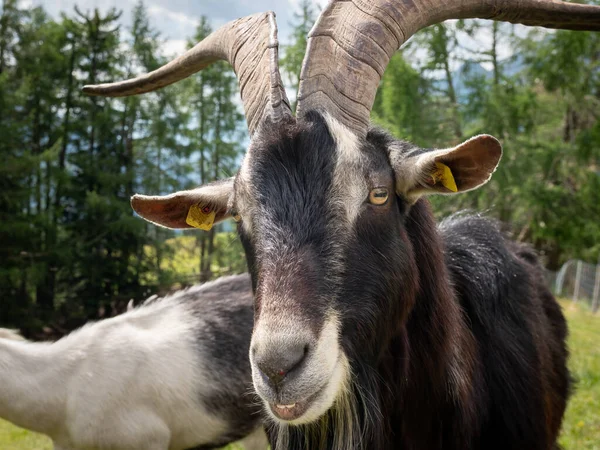 Switzerland goat Stock Photos, Royalty Free Switzerland goat Images ...