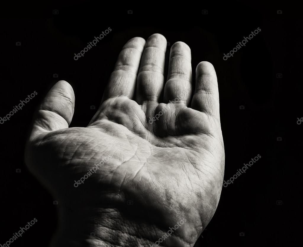 Palm. Monochrome image. — Stock Photo © Artkot #44647399