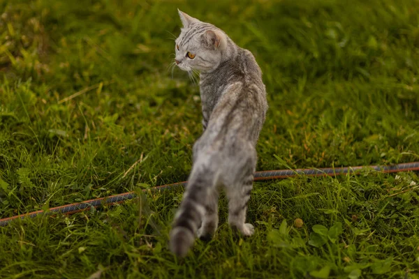 Fotos de Cat on field, Imagens de Cat on field sem royalties ...