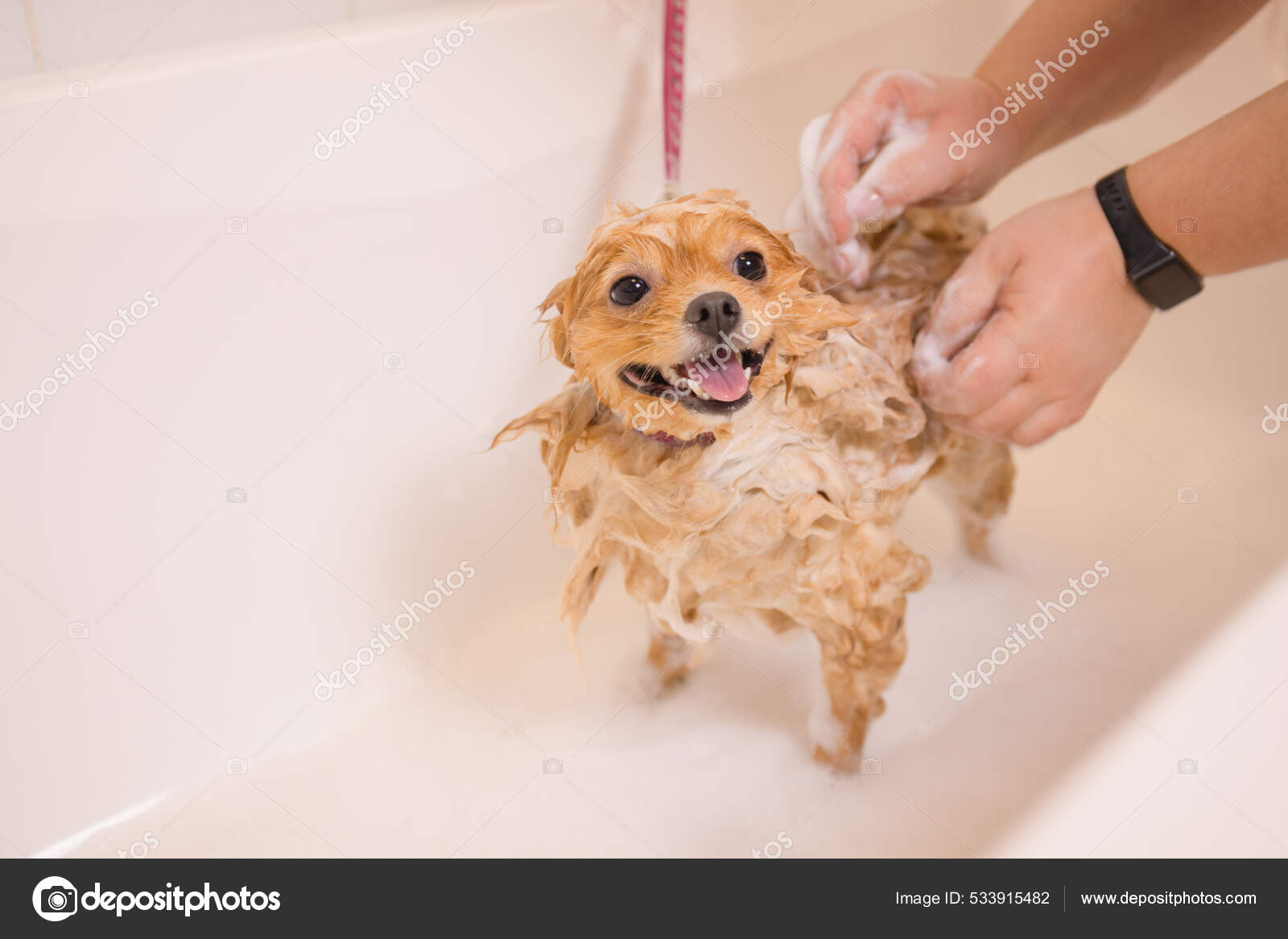 Animals Taking Baths