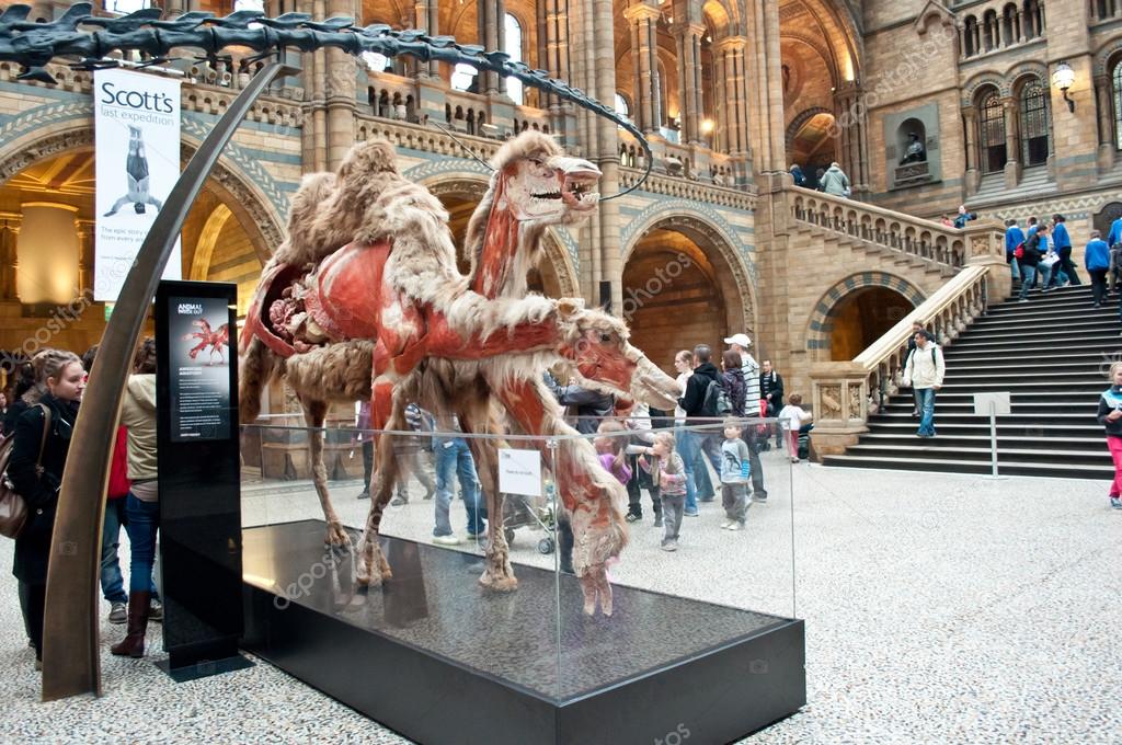 Natural History Museum Interior