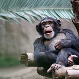 4,783 Chimpanzee Vector Images | Depositphotos