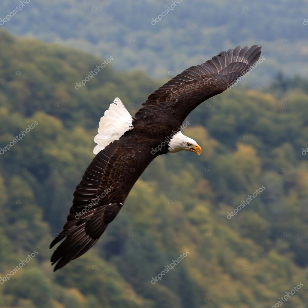 American eagle — Stock Photo © marclschauer #34541553