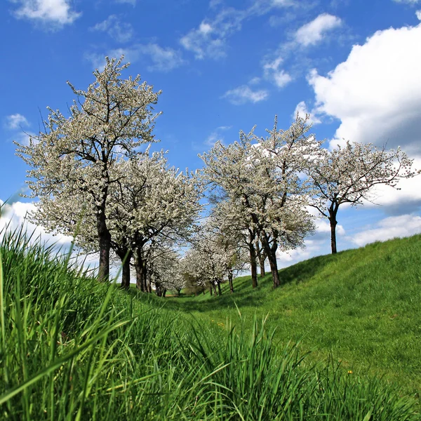 Cheery trees Stock Photos, Royalty Free Cheery trees Images | Depositphotos