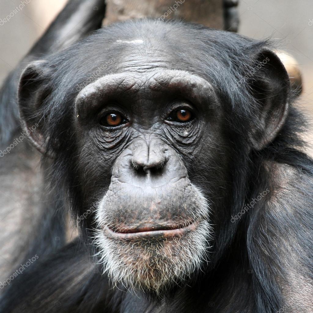 Chimpanzee portrait — Stock Photo © marclschauer #34639735