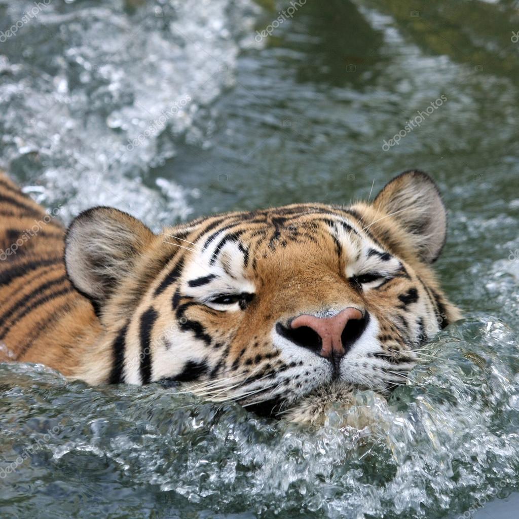 Siberian Tiger Swimming