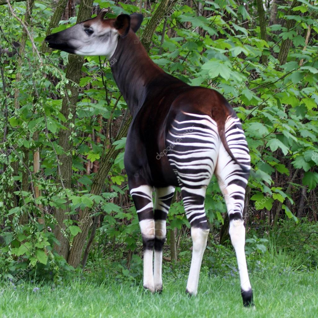 Okapi Stock Photo by ©marclschauer 37269969