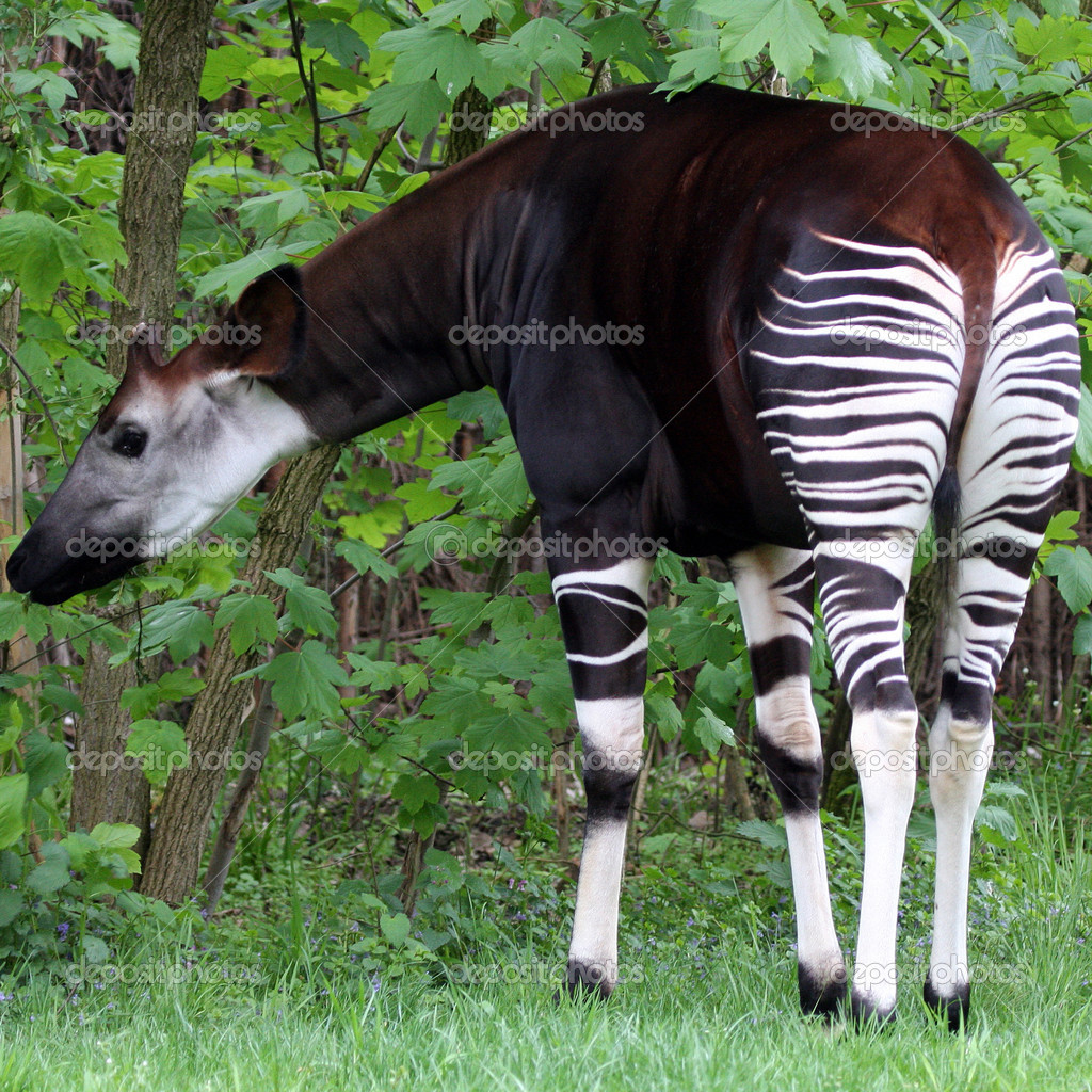 Okapi — Stock Photo © marclschauer #37269983