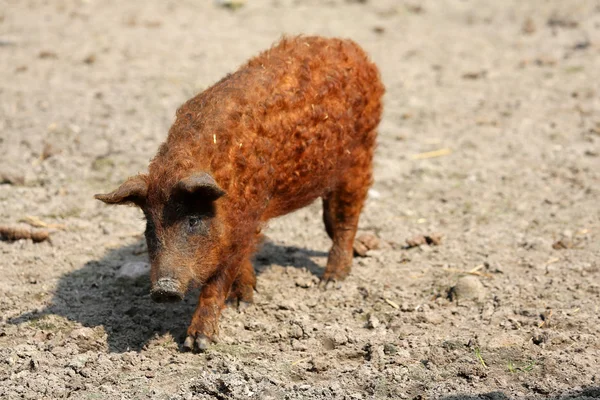 Woolly pig Stock Photos, Royalty Free Woolly pig Images | Depositphotos