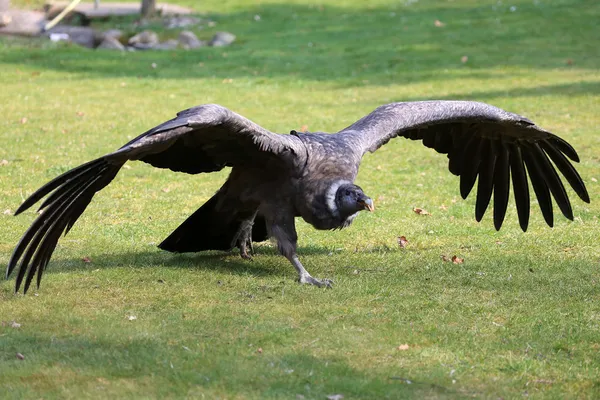 ᐈ Griffon vulture stock pictures, Royalty Free a griffon vulture images ...