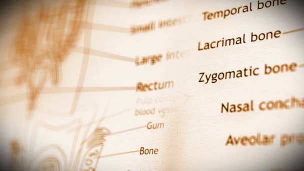 Human Body Parts animation illiustration Shallow Depth of Field Film ...