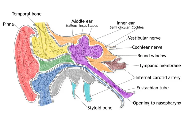 Middle ear anatomy Stock Photos, Royalty Free Middle ear anatomy Images ...