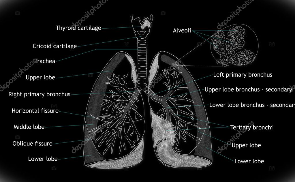 Human Lung structure — Stock Photo © boscorelli #15855215