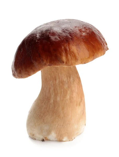 Cep on white — Stock Photo © cherkas #14854291