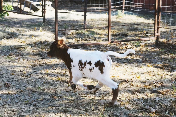Goat poop Stock Photos, Royalty Free Goat poop Images | Depositphotos
