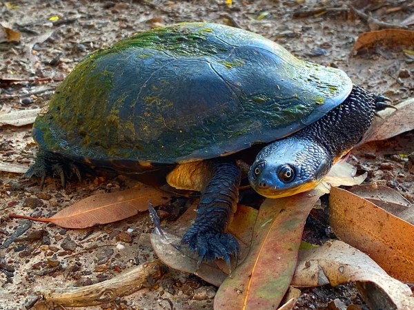 Indian spotted turtle Stock Photos, Royalty Free Indian spotted turtle ...