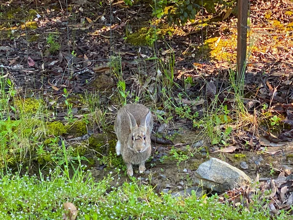 Backyard wildlife Stock Photos, Royalty Free Backyard wildlife Images ...