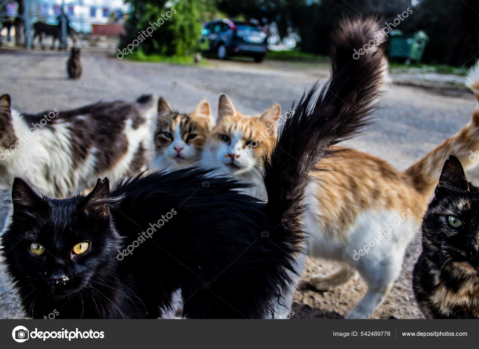 Paphos Cyprus January 2022 Abandoned Cats Residing Animal Shelter City ...