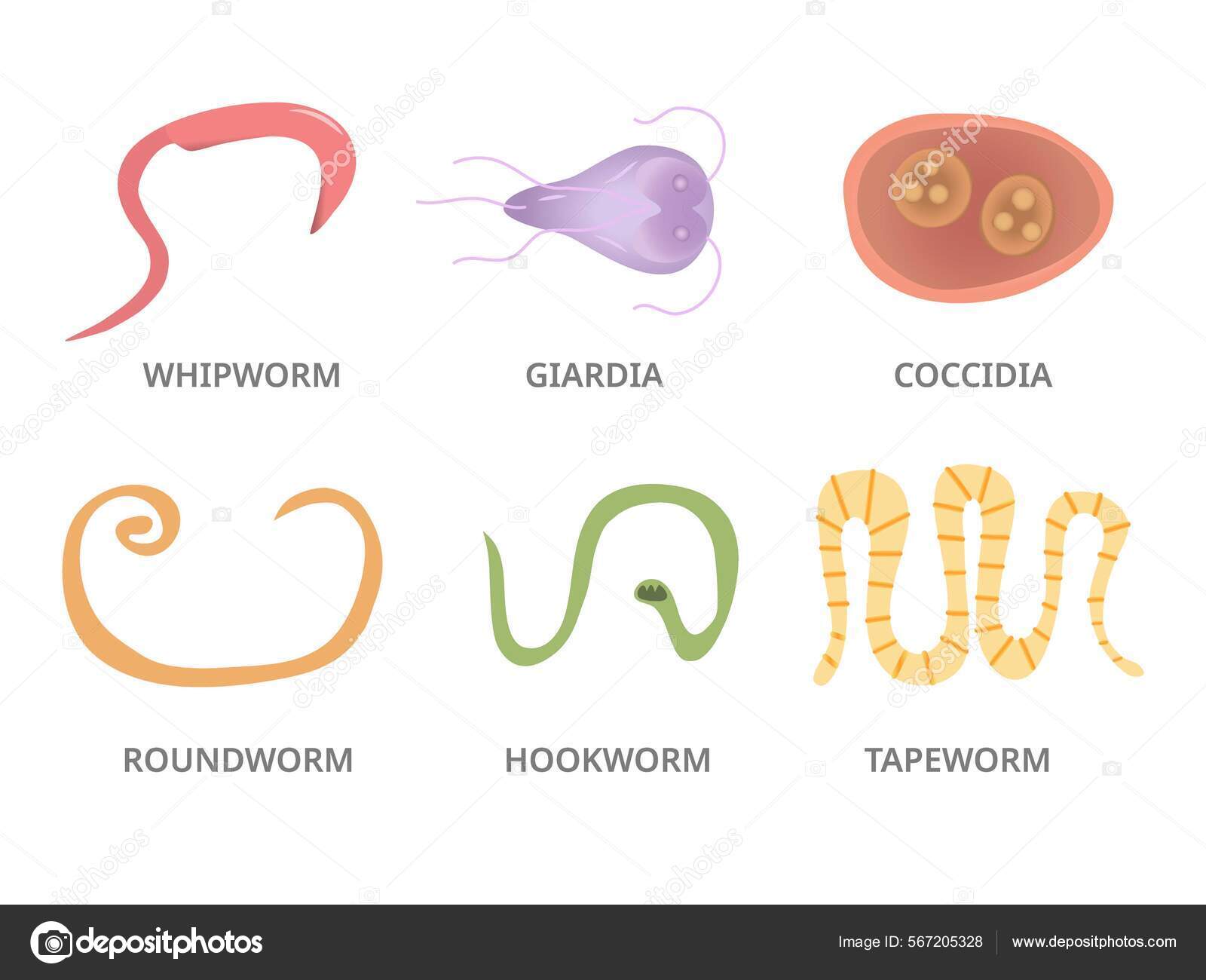 Roundworms Life Cycle In Humans
