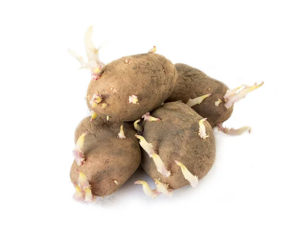 Fotos de Plantas de estufas de batata rena, Imagens de Plantas de ...