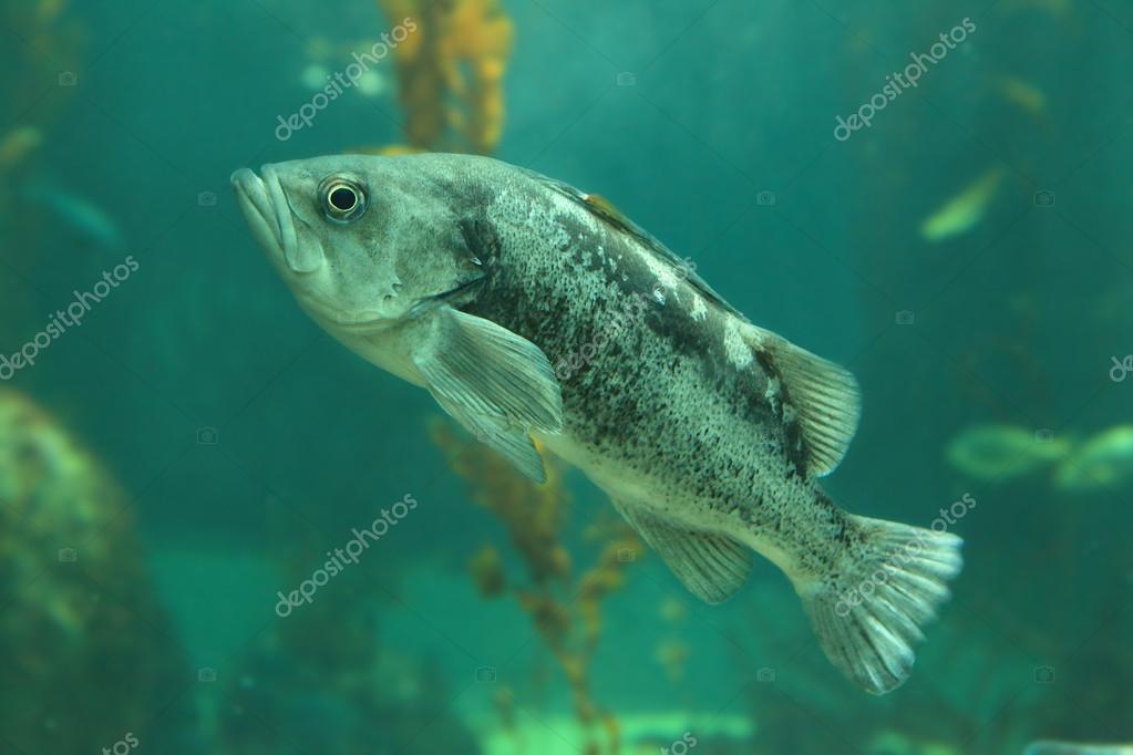 Tropical fish Stock Photo by ©ryanking999 15335363