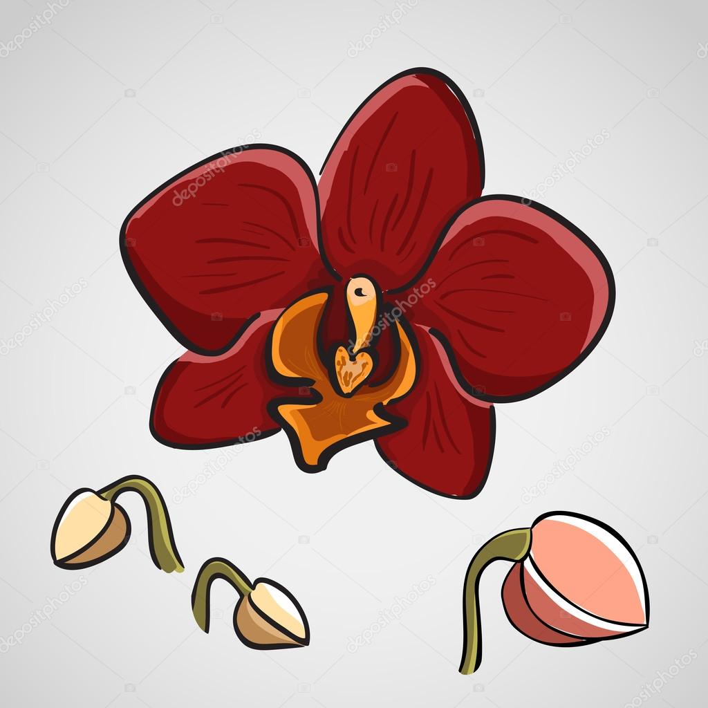 Hand Drawn Orchid Phalaenopsis Stock Vector Image By ©werta W 38842847