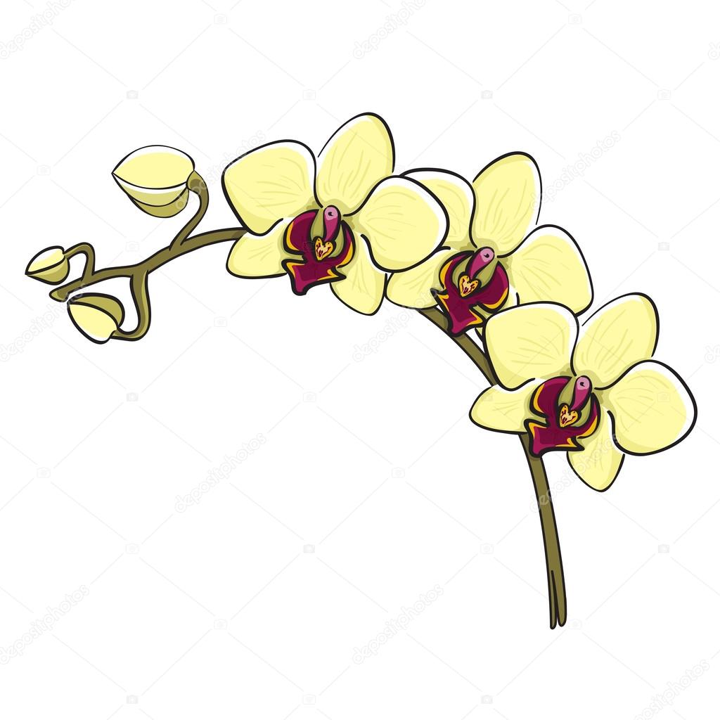 Hand Drawn Orchid Branch Phalaenopsis Stock Illustration By ©werta W