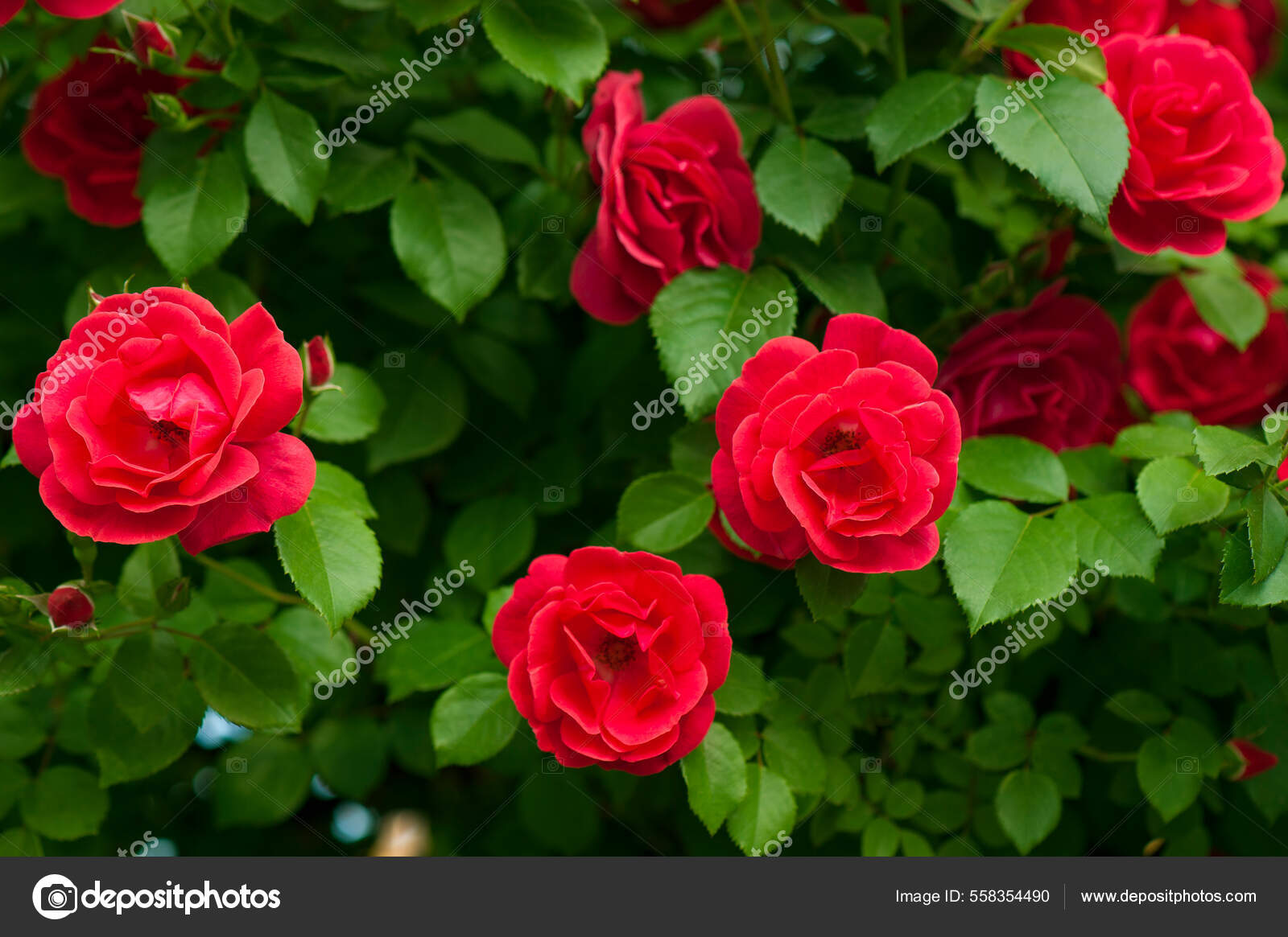 Red Roses Buds Background Green Bush Bush Red Roses Blooming Stock ...