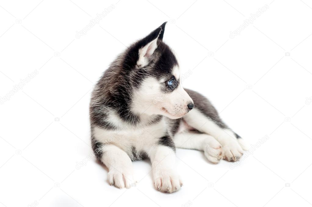 Alle Hvite Husky Valper Om Nay La Chee