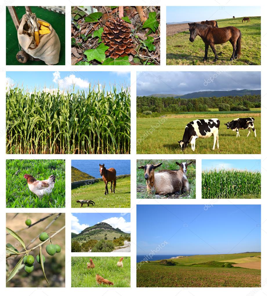 Collage de paisajes rurales 2024