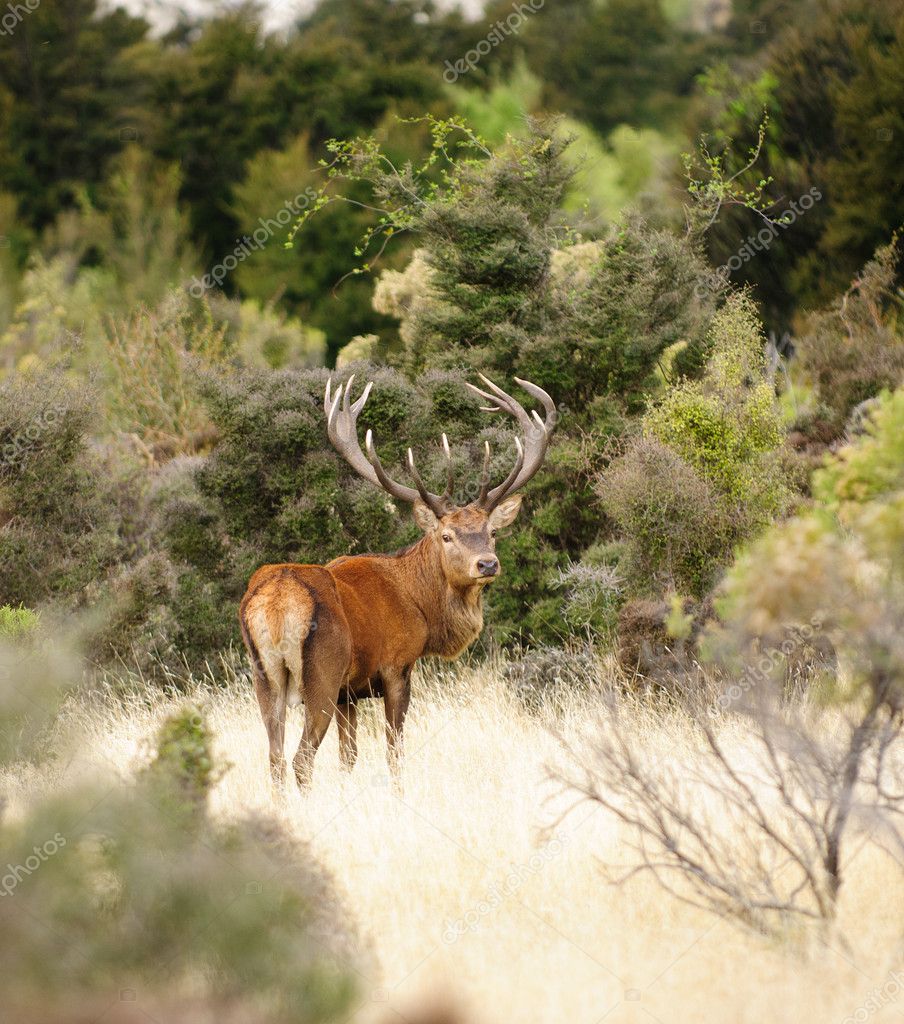 Red deer in New Zealand Stock Photo by ©jeffbanke 13123798
