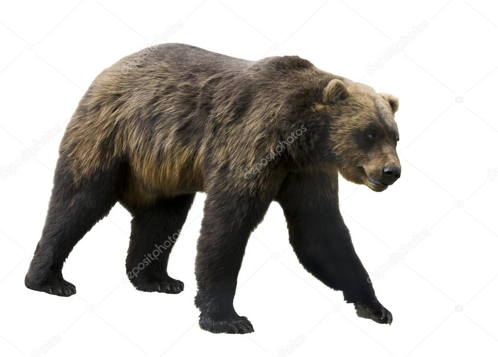 Grizzly Bear White Background