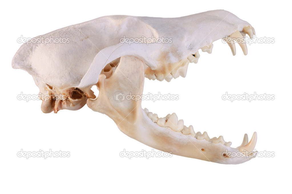 Coyote Skull