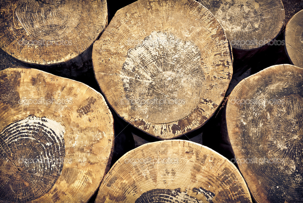 Cut tree trunks background Stock Photo by ©pifate 12838574