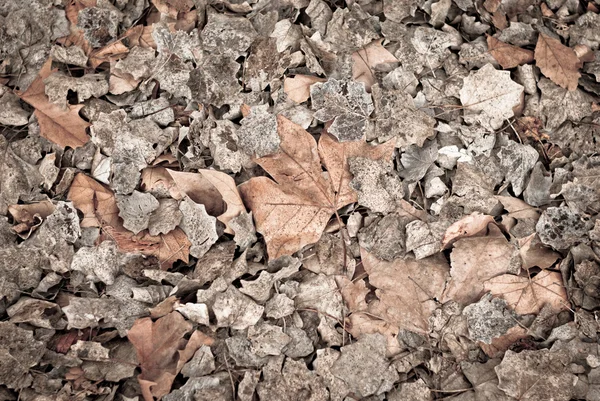 Dead leaves texture Stock Photos, Royalty Free Dead leaves texture ...