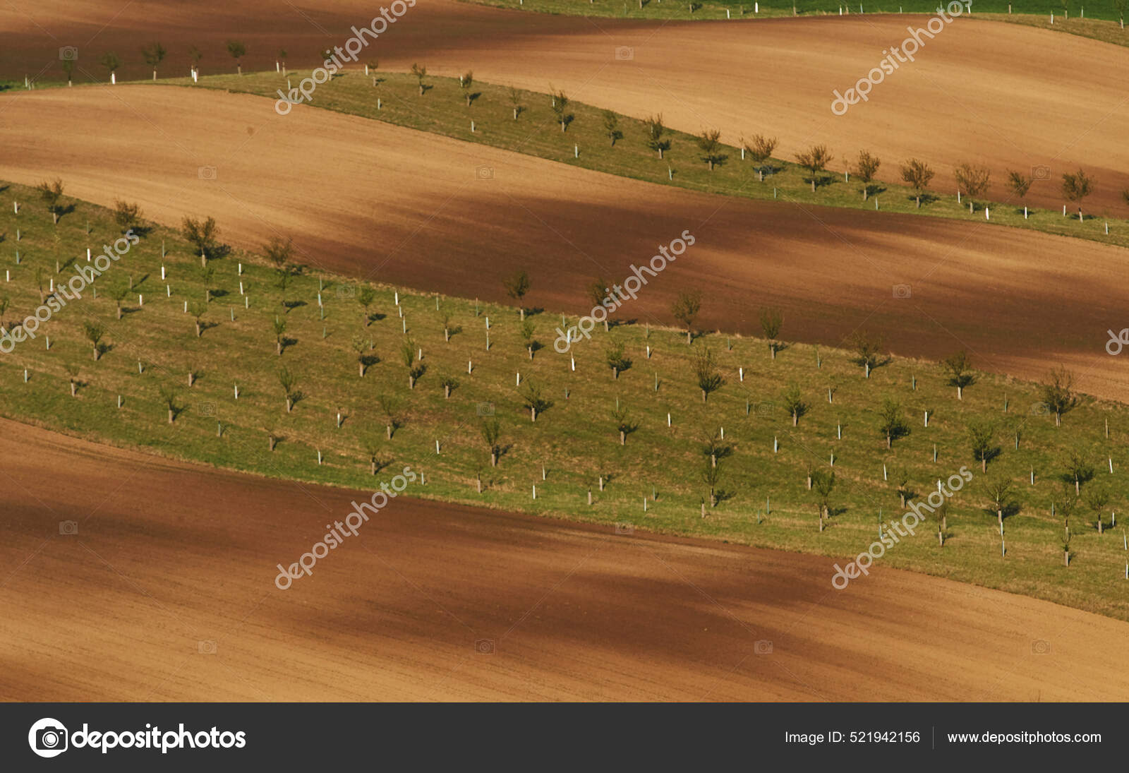 Beautiful Nature Line Fresh Trees Green Agriciltural Fields Daytime ...