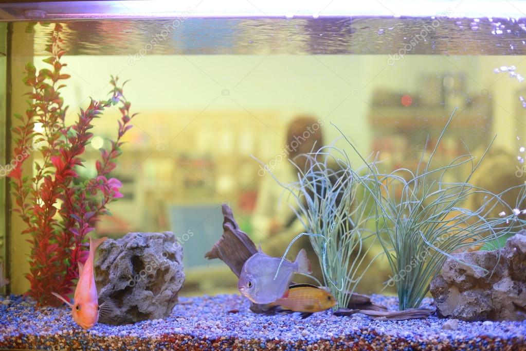 Pretty Fish Tanks