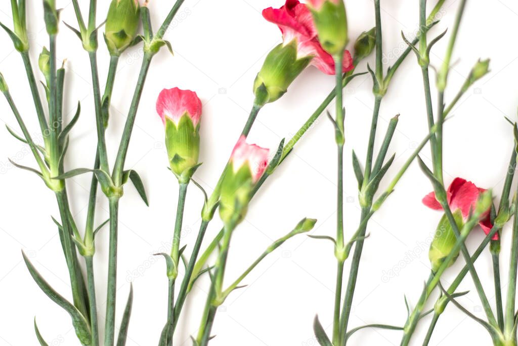 Pequeño ramo de claveles rojos sobre un fondo blanco, espacio para ...