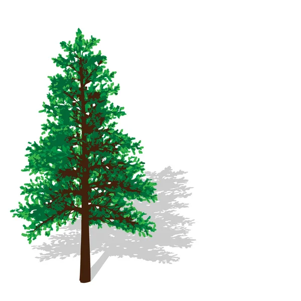 Fenyő rajz Stock vektorok, Fenyő rajz Jogdíjmentes illusztrációk ...