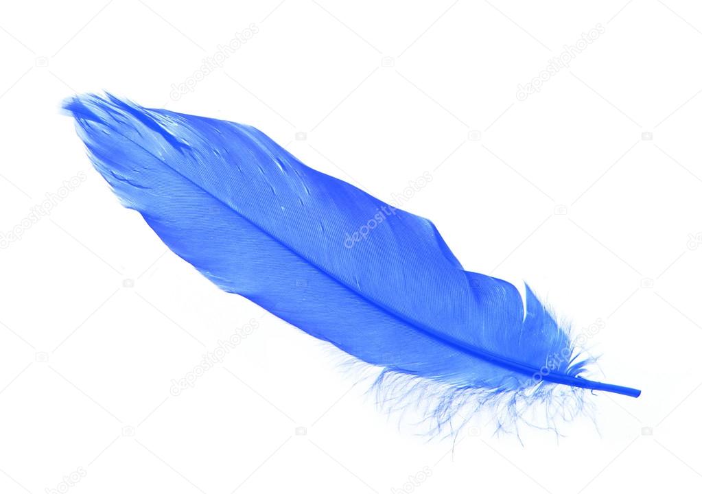 blaue feder, isoliert auf weiss — Stockfoto © Guzel #13820349