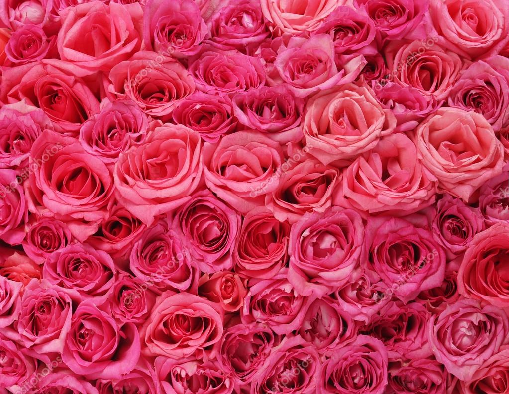 Pink roses background Stock Photo by ©Guzel 40981439