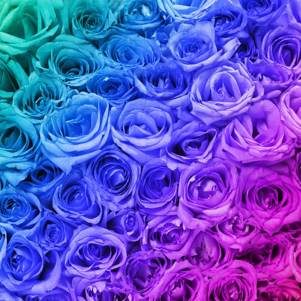 Turquoise roses background — Stock Photo © Guzel #43652695