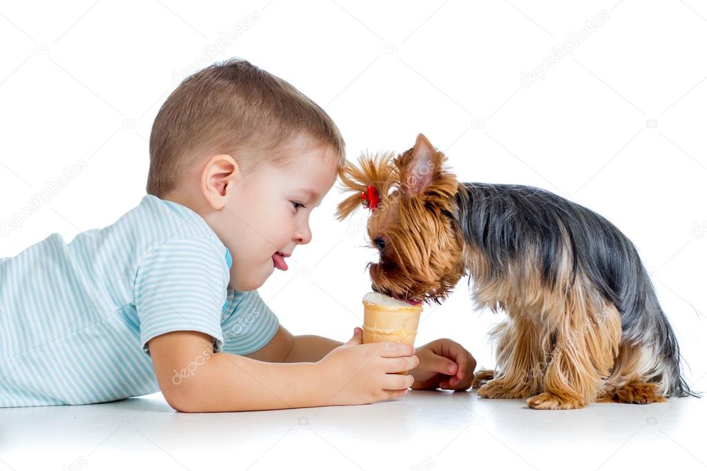Boy kid feeding dog isolated on white background — Stock Photo ...