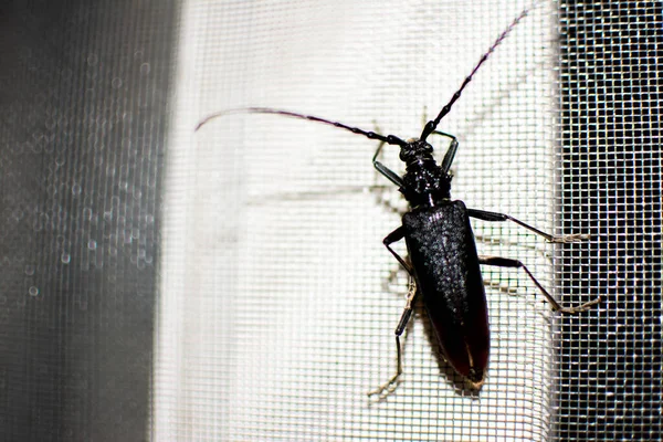 Texas insects Stock Photos, Royalty Free Texas insects Images ...