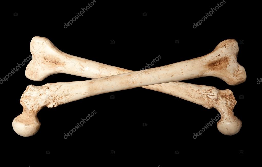 Skeleton bones — Stock Photo © Klanneke #12738729