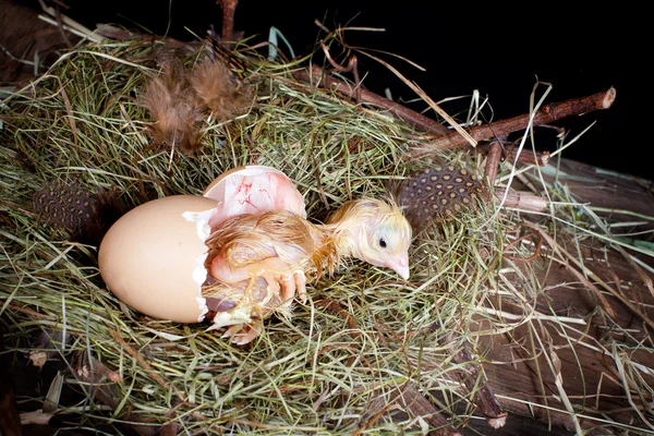 Gallina con pollitos fotos de stock, imágenes de Gallina con pollitos ...