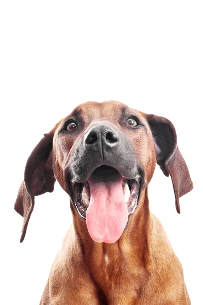 Dog front face Stock Photos, Royalty Free Dog front face Images ...